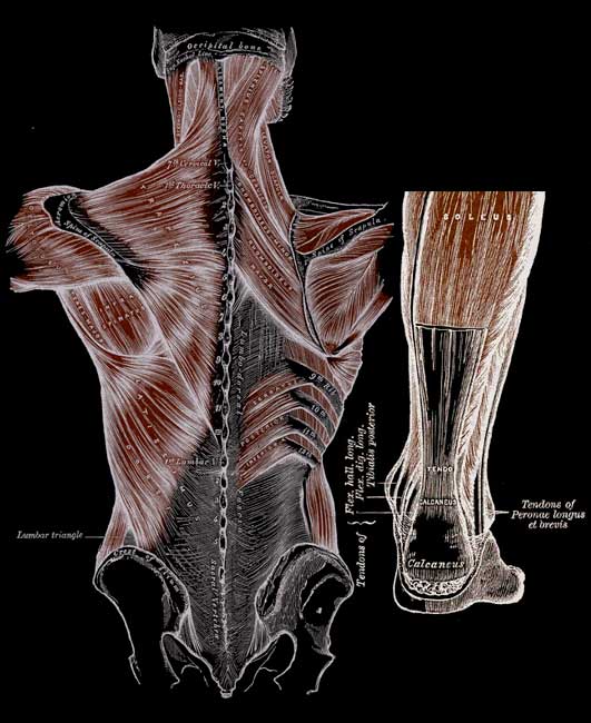 Daily Simple Exercises - 10 Mins - Singapore Sidemount Diving Equipment ...